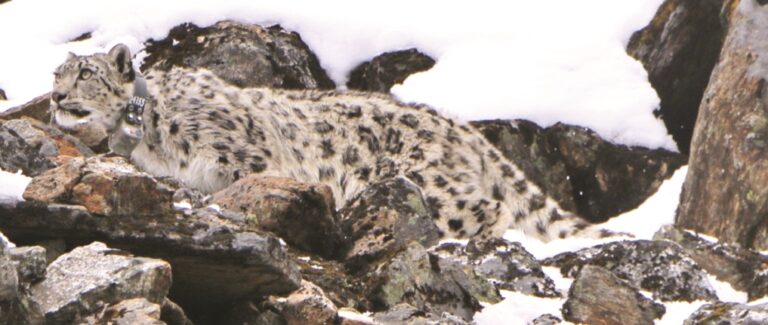 Number Of Wild Animals Rise In Shey-Phoksundo National Park - Himalayan ...